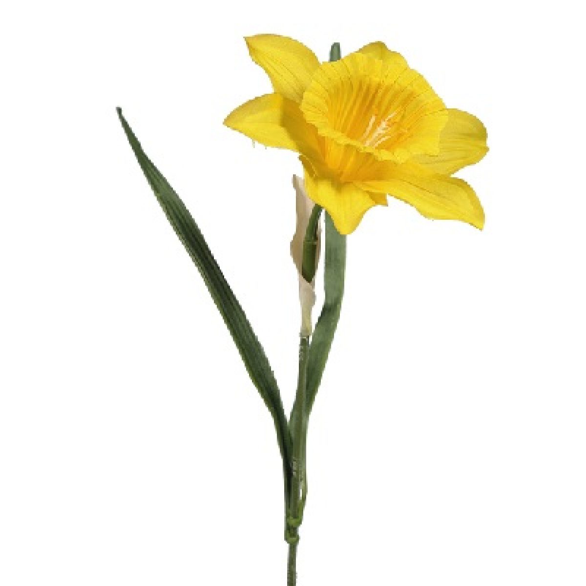 Single Spring Flower